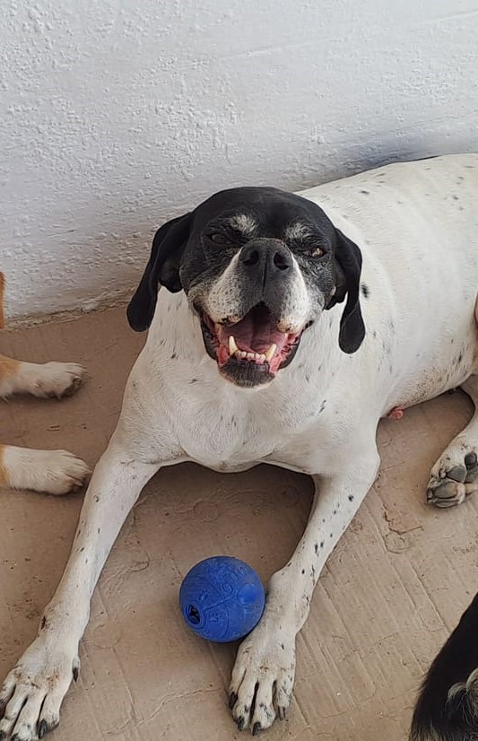 Hunde – Big Bella – PAN – Protect Animals in Need e.V.