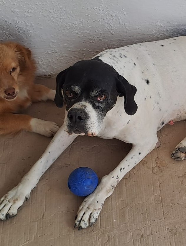 Hunde – Big Bella – PAN – Protect Animals in Need e.V.