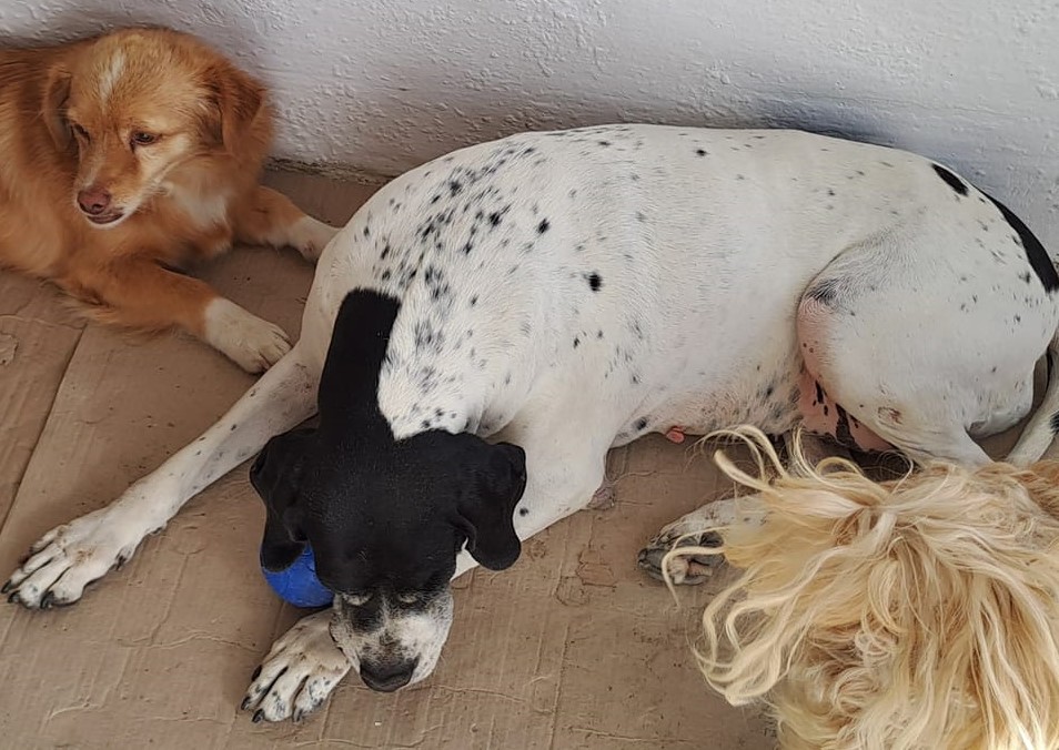 Hunde – Big Bella – PAN – Protect Animals in Need e.V.