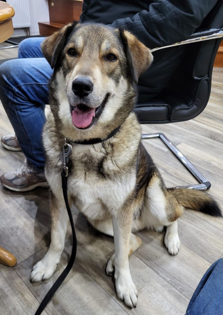 Erfahrungsbericht Cip – PAN – Protect Animals in Need e.V.