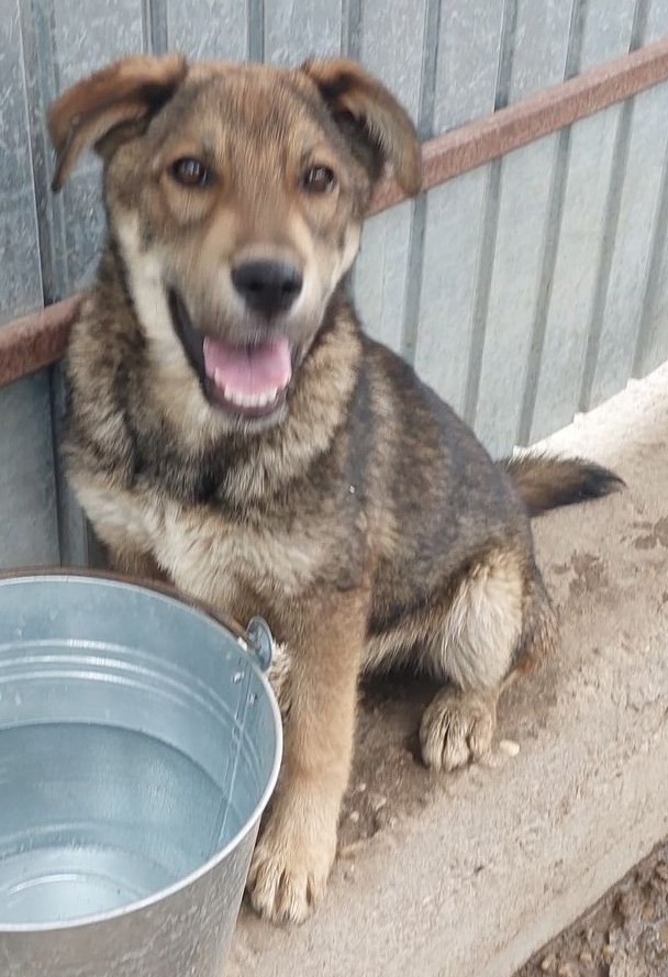 Erfahrungsbericht Cip – PAN – Protect Animals in Need e.V.