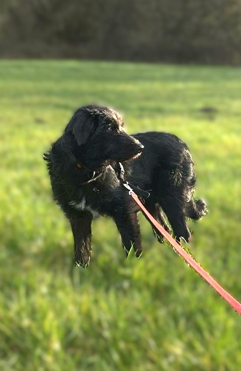 Hunde – Rudy – PAN – Protect Animals in Need e.V.